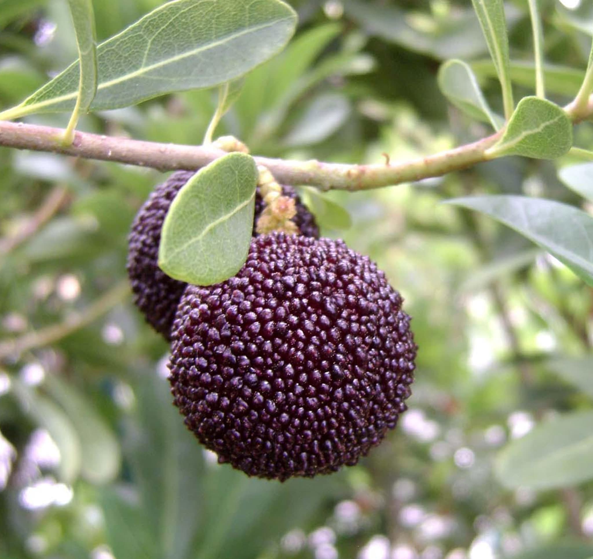 Calmei – Bringing yangmei to America