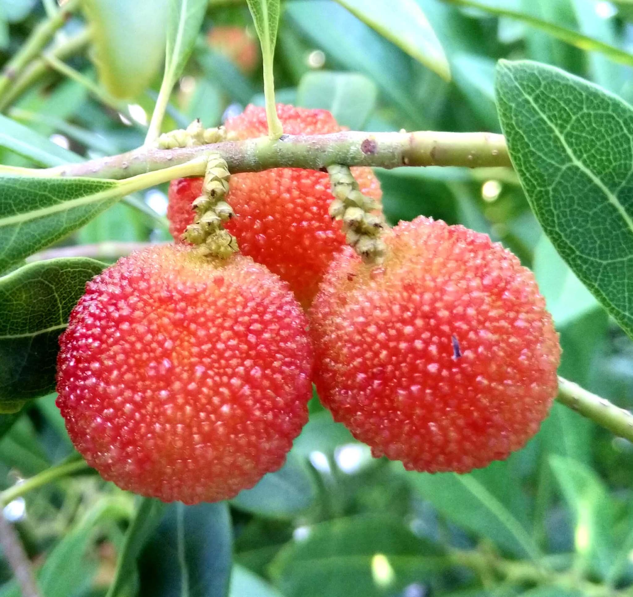 Calmei – Bringing yangmei to America